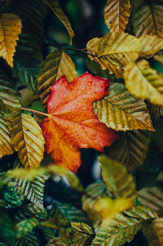 Season change posters & prints by Markus Lundmark - Printler