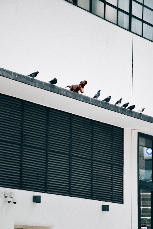 Funny pigeon posters & prints by Benjamin - Printler