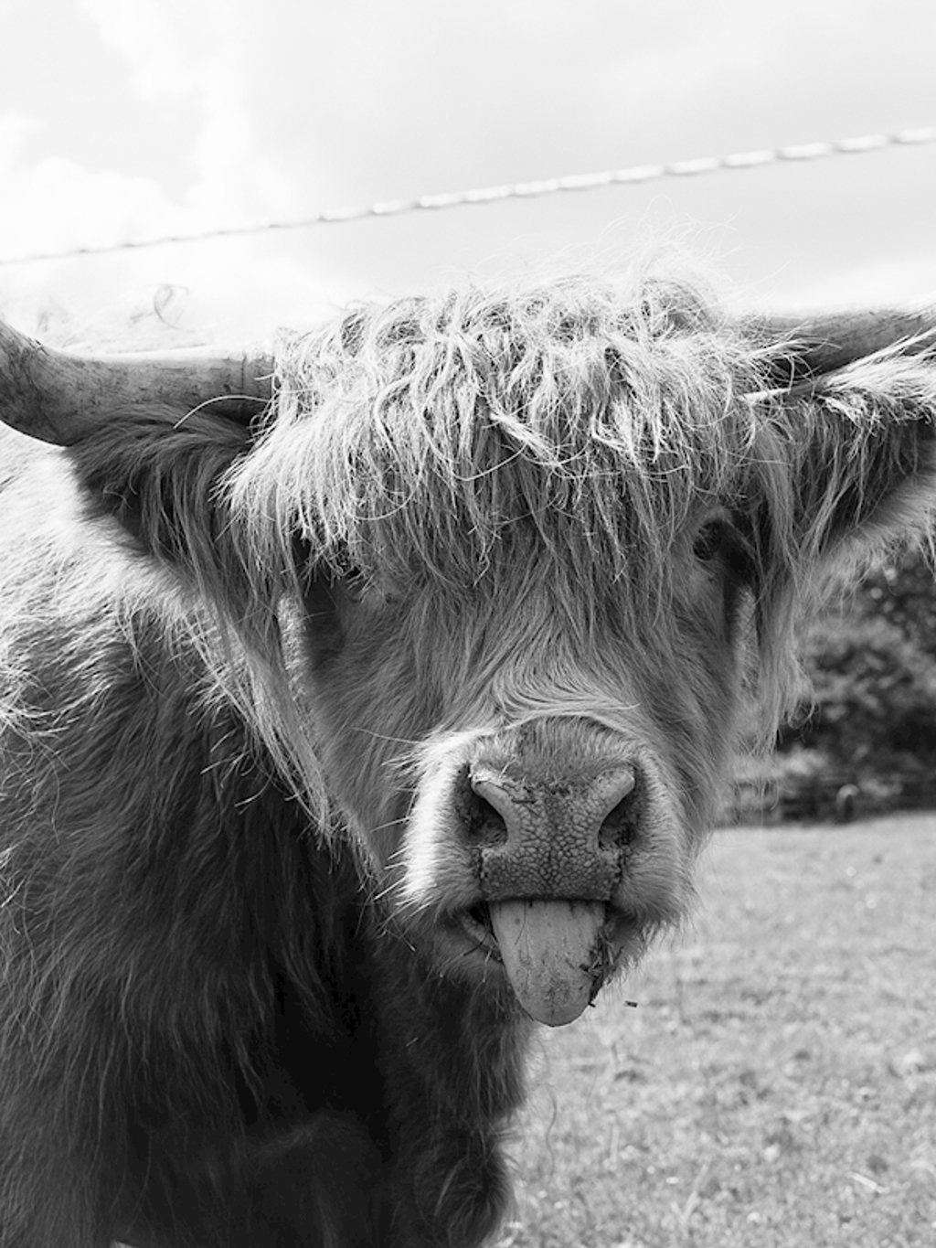 Cow posters & prints by carl becker - Printler