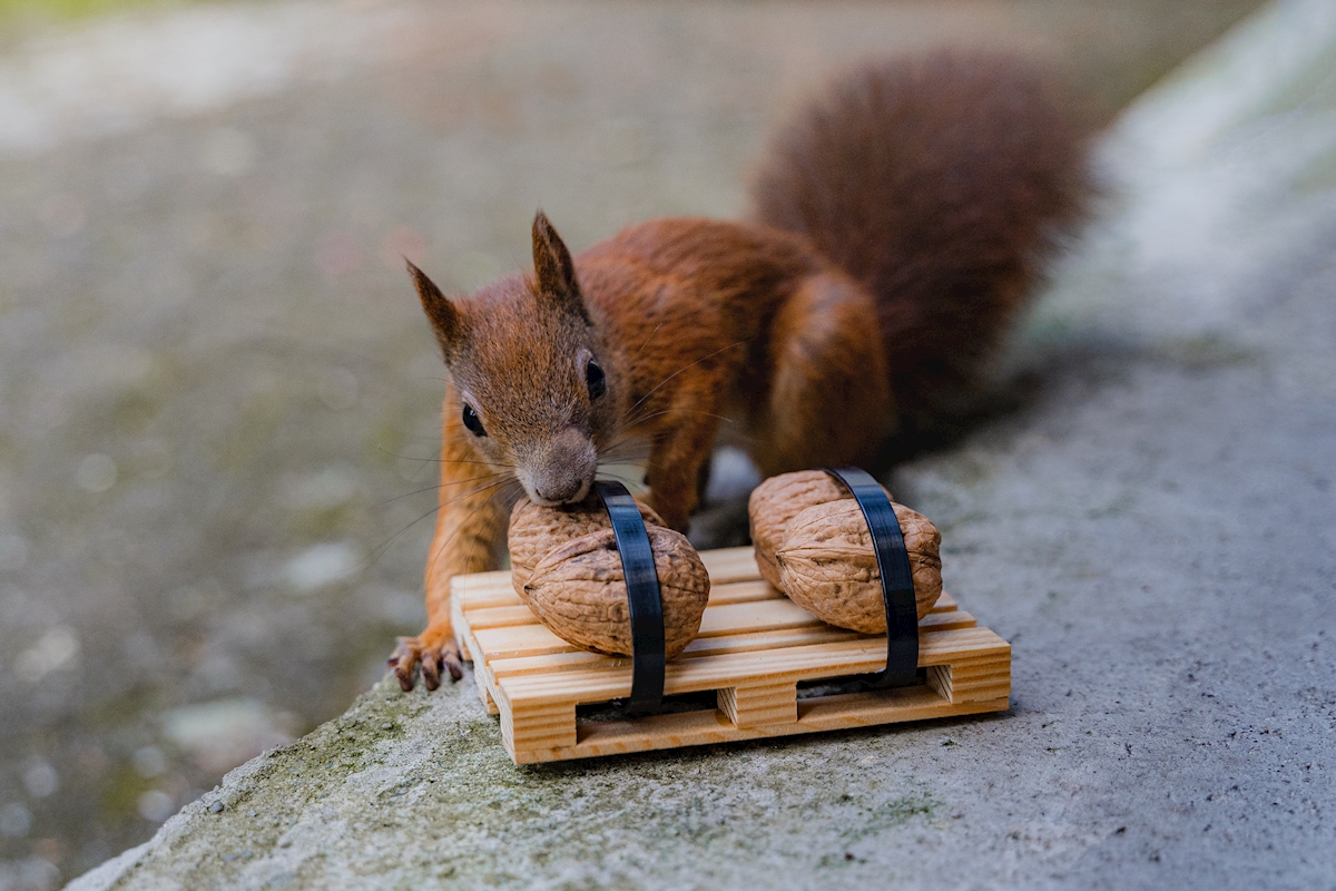 Red squirrel with palette posters & prints by Daniel Böhm - Printler