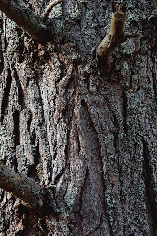 Fir pattern posters & prints by Joakim Kuylenstierna - Printler