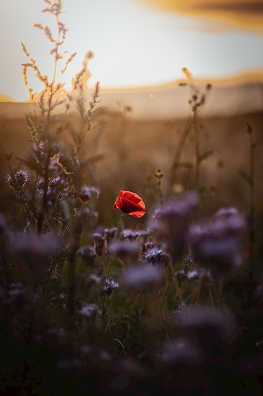 Fields of summer posters & prints by Joy Malmberg - Printler